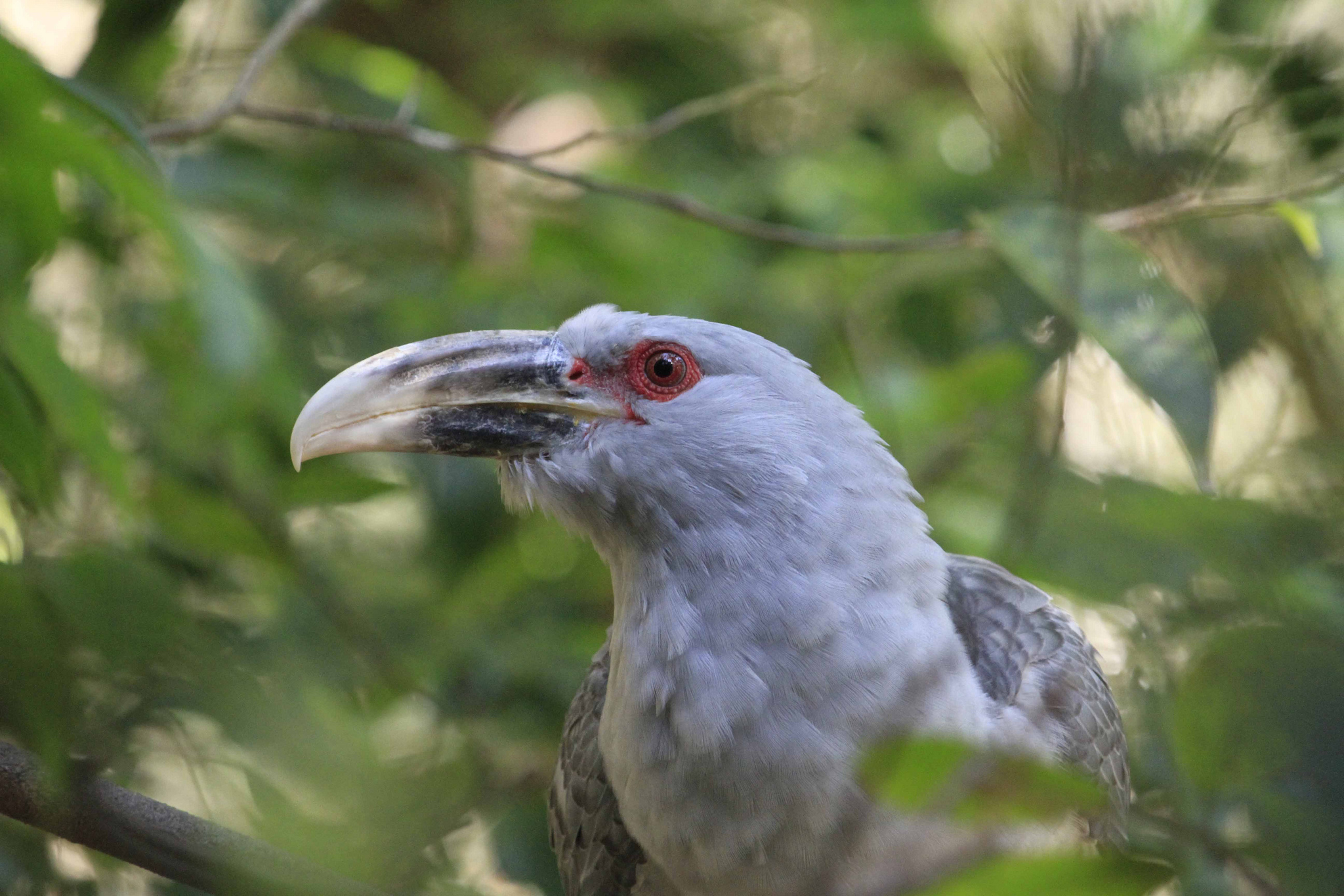 Channel-billed Cuckoo - ClimateWatch Australia- Citizen Science App