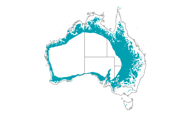 White-bellied Sea-Eagle - ClimateWatch Australia- Citizen Science App
