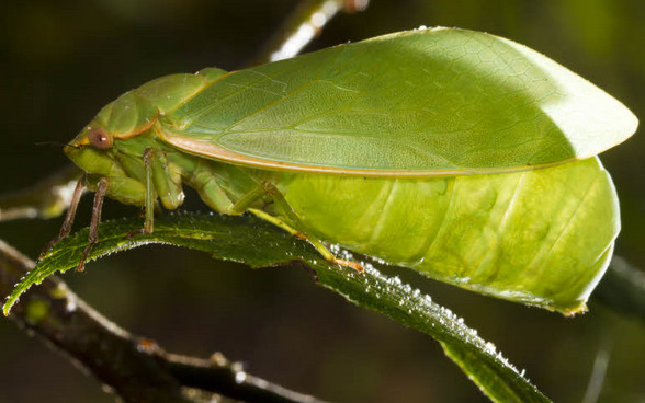 Bladder Cicada - ClimateWatch Australia- Citizen Science App