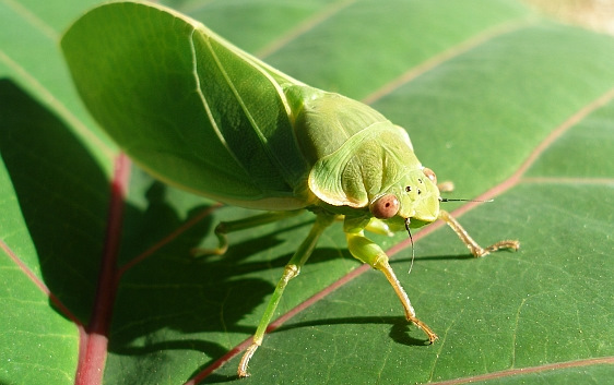 Bladder Cicada - ClimateWatch Australia- Citizen Science App