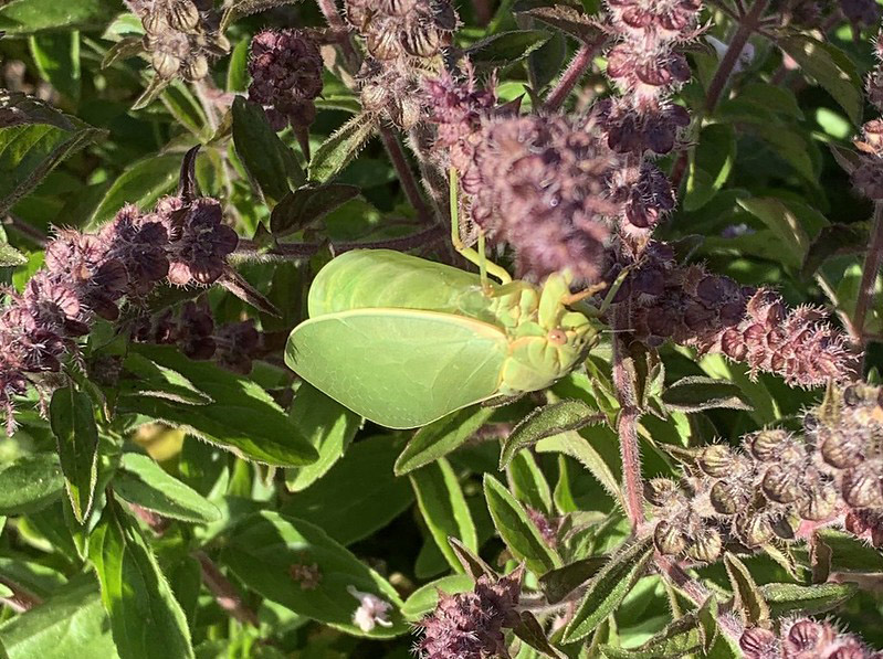 Bladder Cicada - ClimateWatch Australia- Citizen Science App