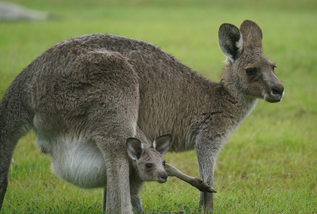 Eastern Grey Kangaroo - ClimateWatch Australia- Citizen Science App
