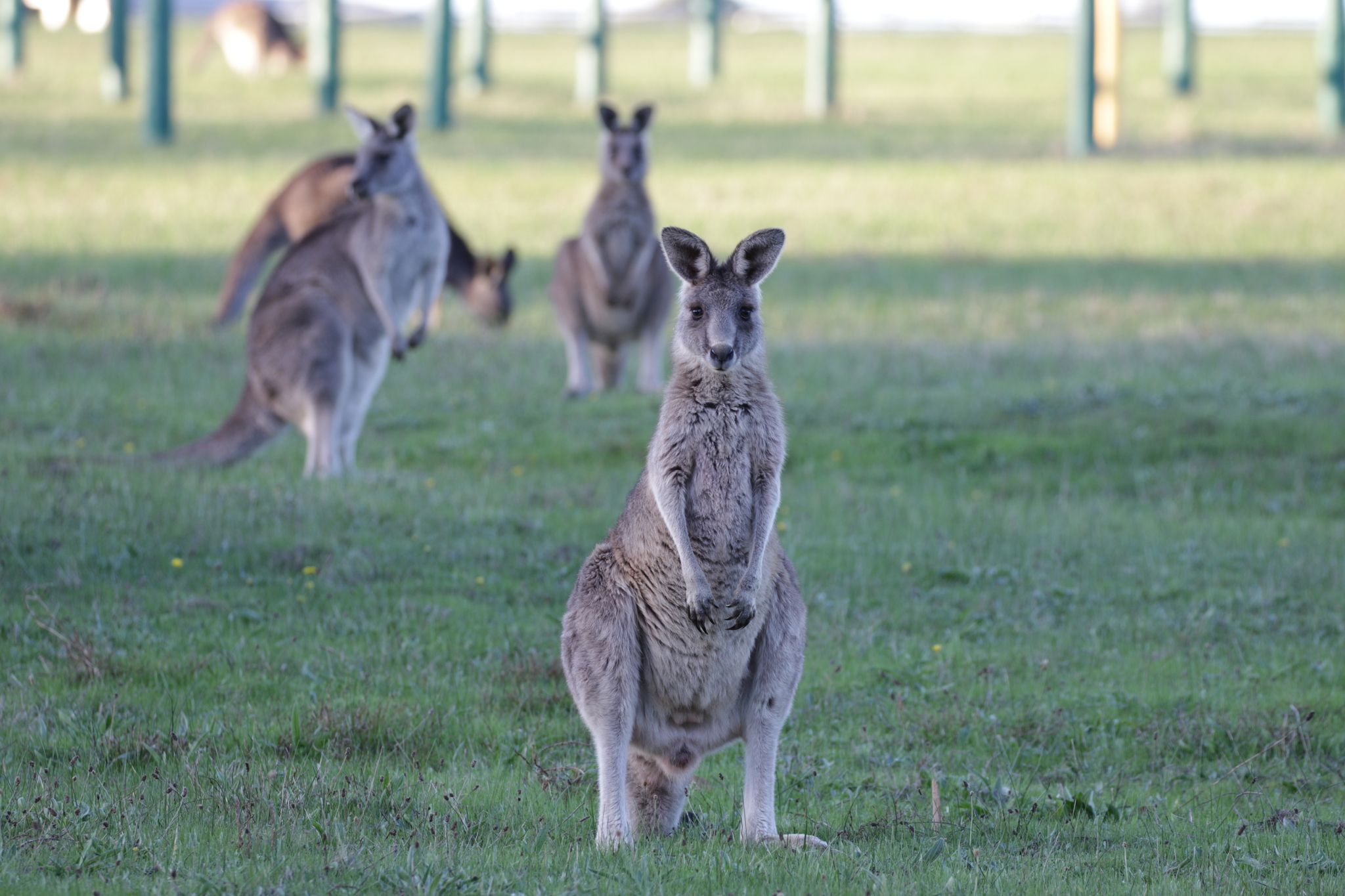 Eastern Grey Kangaroo - ClimateWatch Australia- Citizen Science App