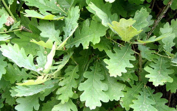 English Oak - ClimateWatch Australia- Citizen Science App