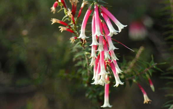 Fuchsia Heath - ClimateWatch Australia- Citizen Science App
