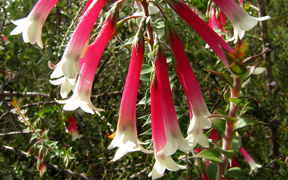 Fuchsia Heath - ClimateWatch Australia- Citizen Science App