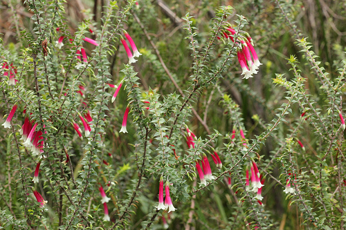 Fuchsia Heath - ClimateWatch Australia- Citizen Science App