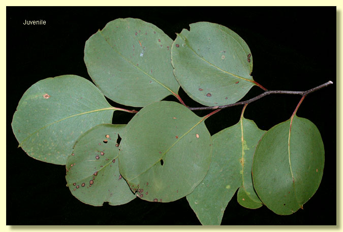 Grey Box NSW QLD - ClimateWatch Australia- Citizen Science App