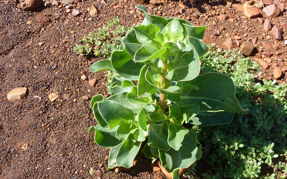 Purple Mulla Mulla - ClimateWatch Australia- Citizen Science App