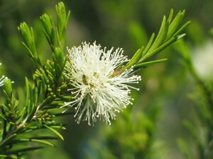 Swamp Paperbark - ClimateWatch Australia- Citizen Science App
