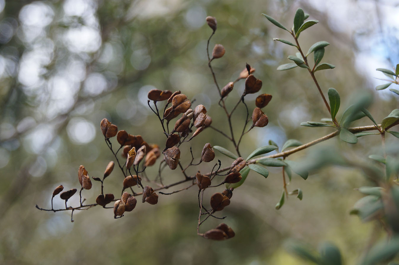 Sweet Bursaria - ClimateWatch Australia- Citizen Science App