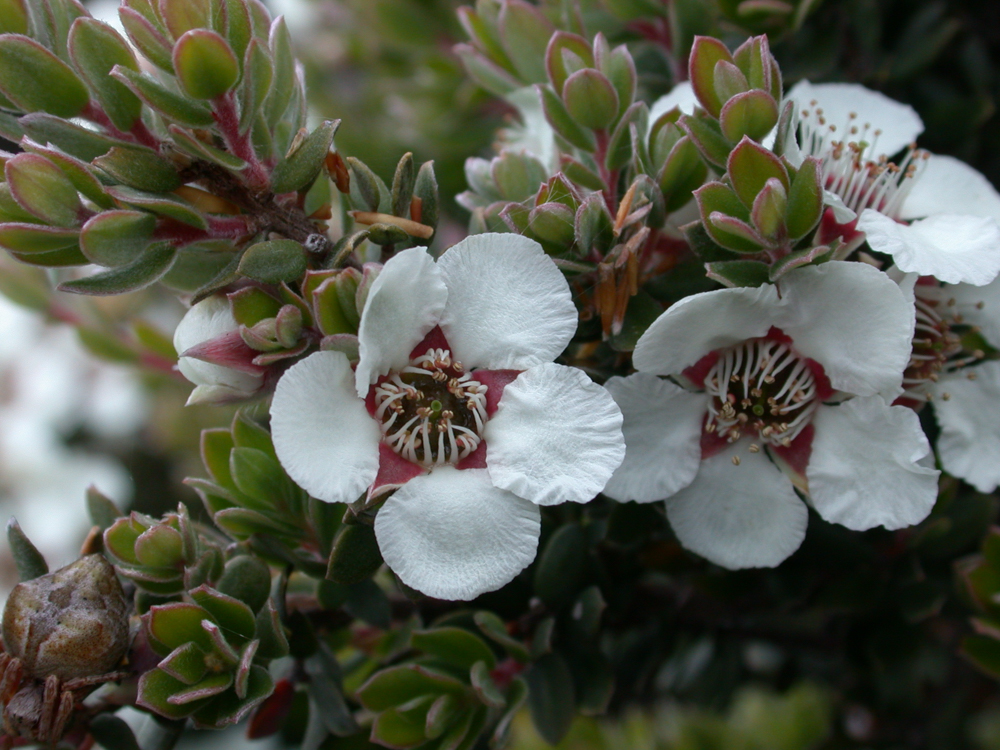 Woolly Tea-tree - ClimateWatch Australia- Citizen Science App