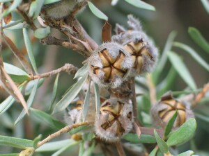 Woolly Tea-tree - ClimateWatch Australia- Citizen Science App
