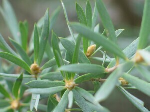Woolly Tea-tree - ClimateWatch Australia- Citizen Science App
