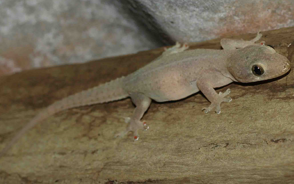 Asian House Gecko - ClimateWatch Australia- Citizen Science App