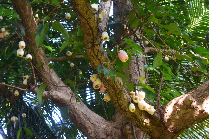 Nakavika (Malay Apple) - ClimateWatch Australia- Citizen Science App