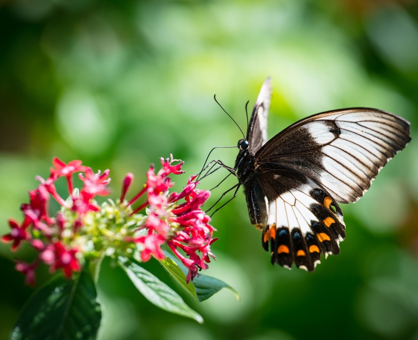 Orchard Swallowtail - ClimateWatch Australia- Citizen Science App