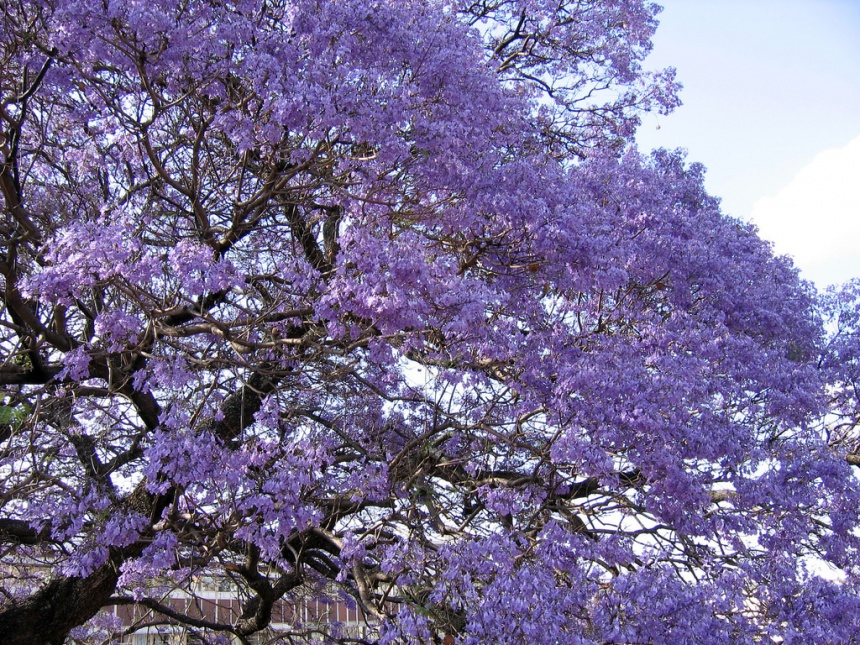 Jacaranda - ClimateWatch Australia- Citizen Science App