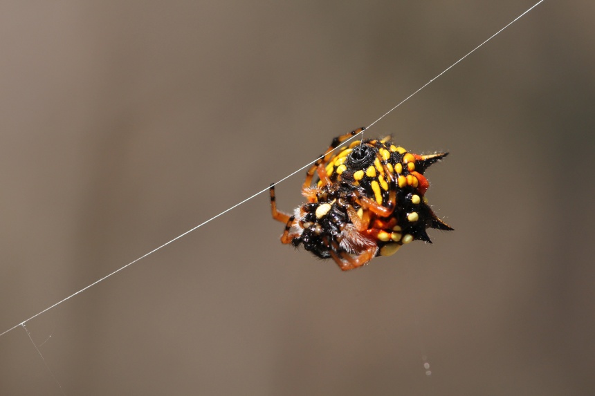 Christmas Spider - ClimateWatch Australia- Citizen Science App