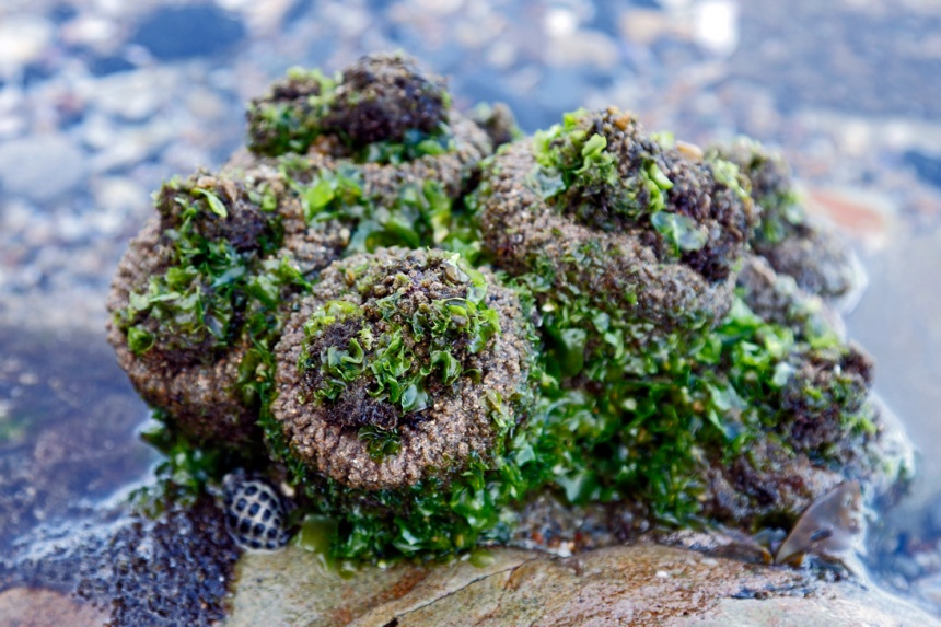 Cunjevoi - ClimateWatch Australia- Citizen Science App