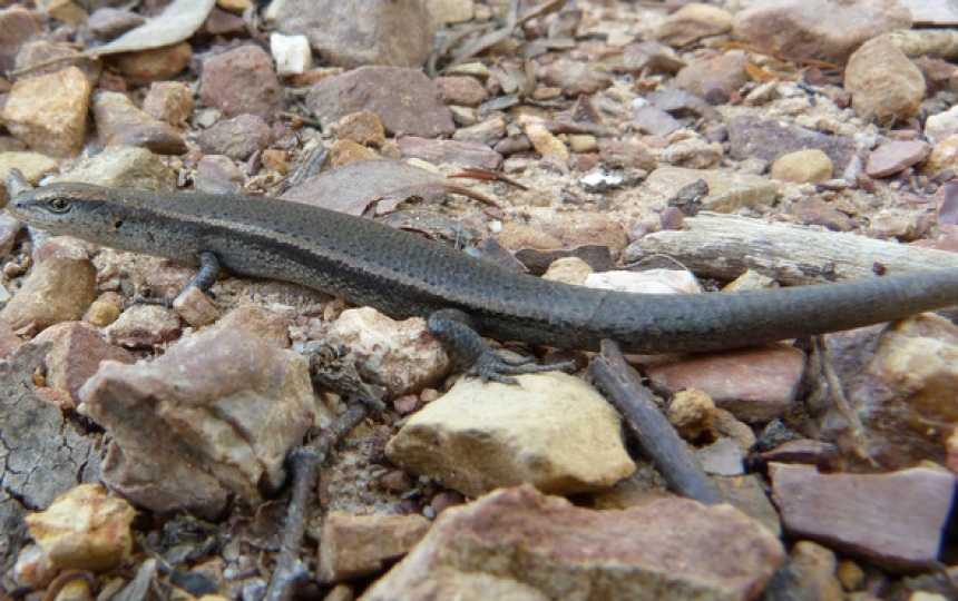 Garden Skink Northern - ClimateWatch Australia- Citizen Science App
