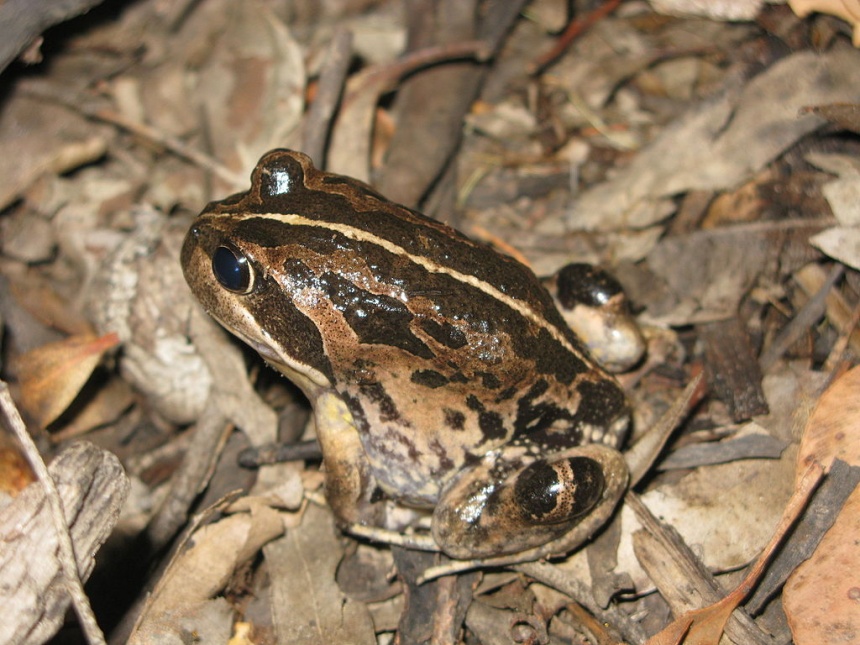 Western Banjo Frog - ClimateWatch Australia- Citizen Science App