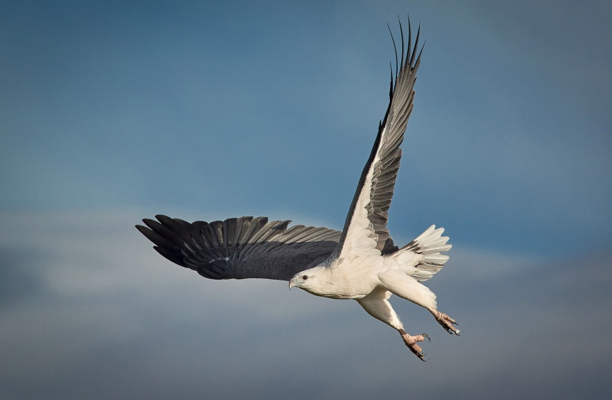 White-bellied Sea-Eagle - ClimateWatch Australia- Citizen Science App