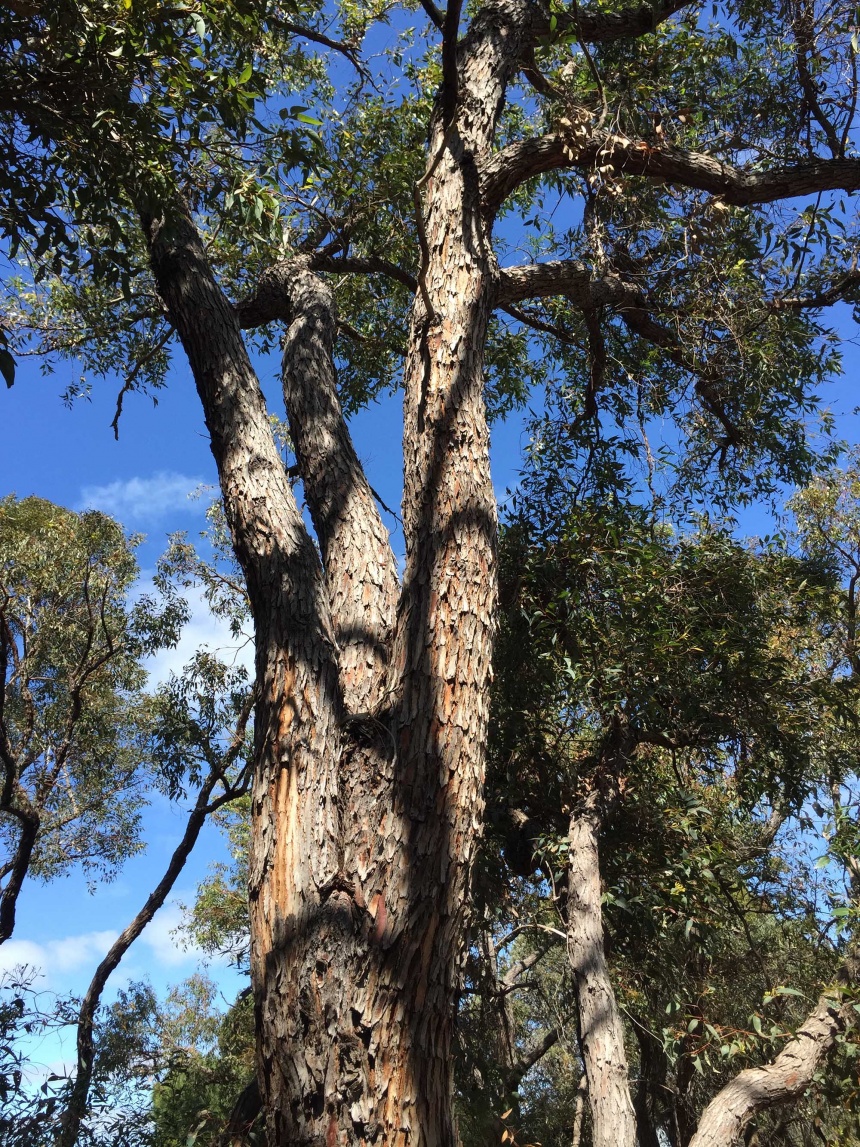 Marri - ClimateWatch Australia- Citizen Science App