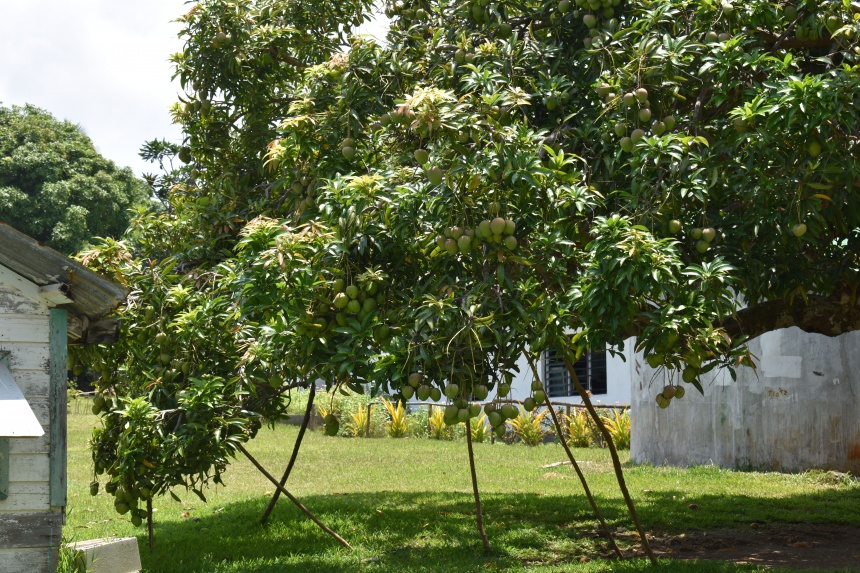 Mango - ClimateWatch Australia- Citizen Science App