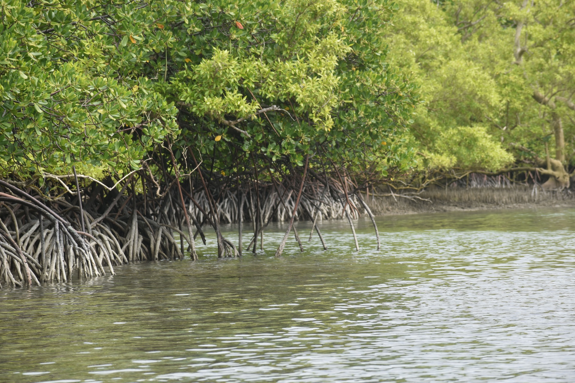 Stilt Root Of Mangrove