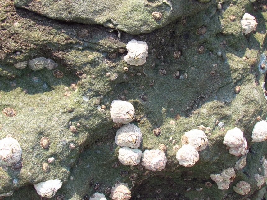 Surf Barnacle - ClimateWatch Australia- Citizen Science App