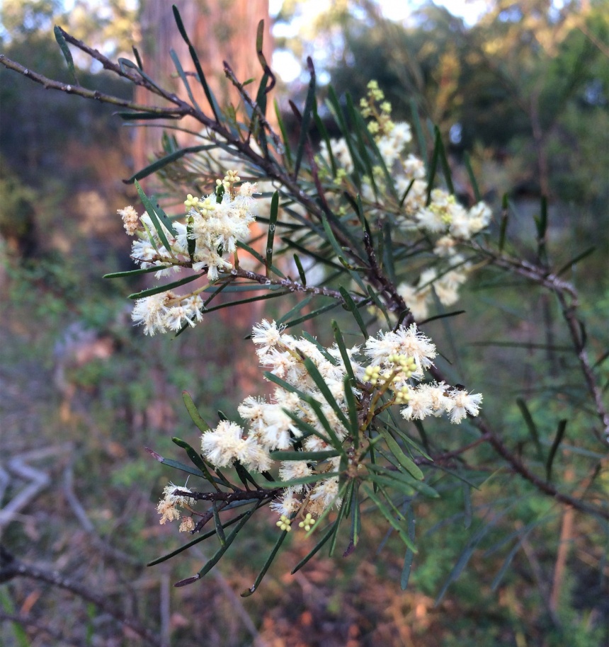 Sweet Scented Wattle - ClimateWatch Australia- Citizen Science App