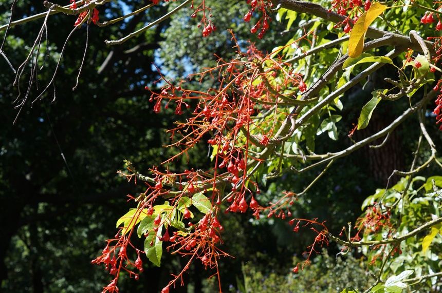 Illawarra Flame Tree - ClimateWatch Australia- Citizen Science App
