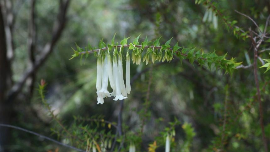 Australian National Botanic Gardens, ACT - ClimateWatch Australia ...