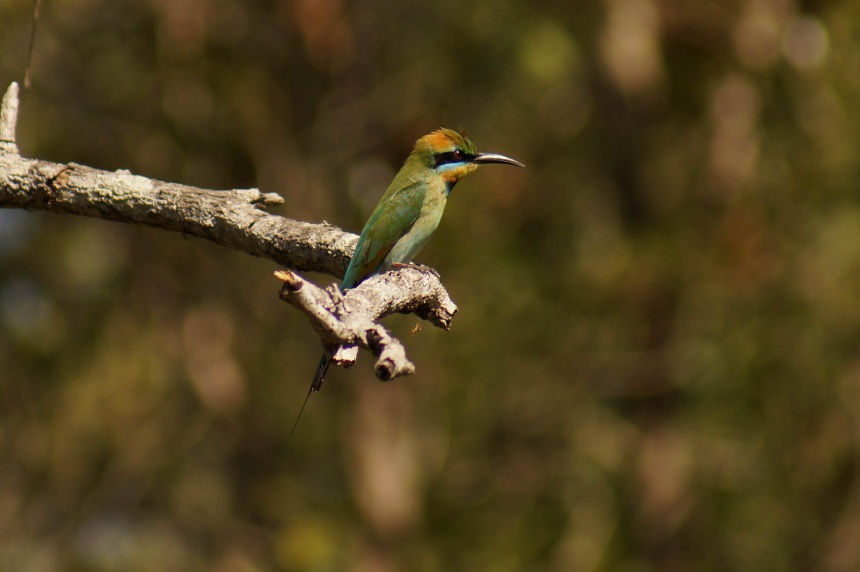 Rainbow Bee-Eater - ClimateWatch Australia- Citizen Science App