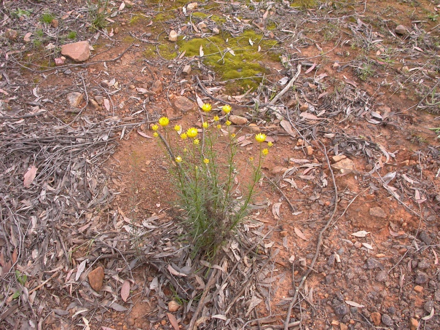 Sticky Everlasting - ClimateWatch Australia- Citizen Science App