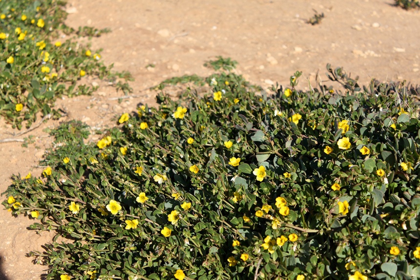 Pale Twin-leaf - ClimateWatch Australia- Citizen Science App