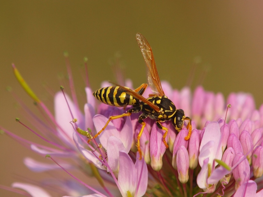 European Wasp - ClimateWatch Australia- Citizen Science App