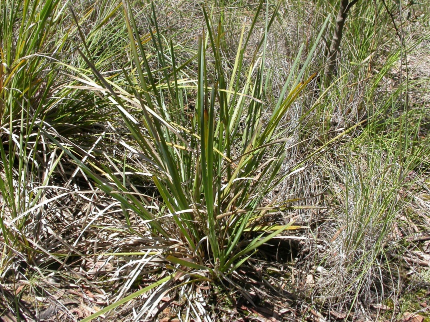 Spiny-headed Mat-rush - ClimateWatch Australia- Citizen Science App