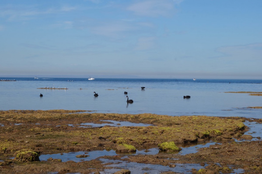 Ricketts Point, VIC - ClimateWatch Australia- Citizen Science App