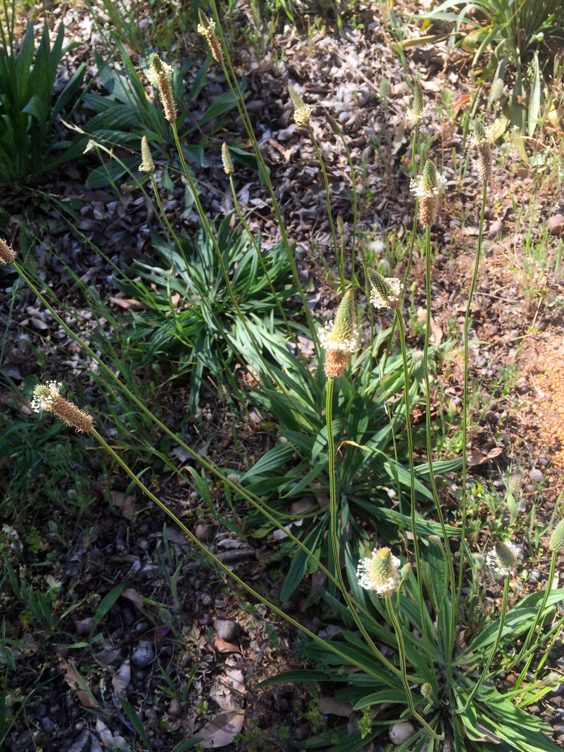 English Plantain Weed