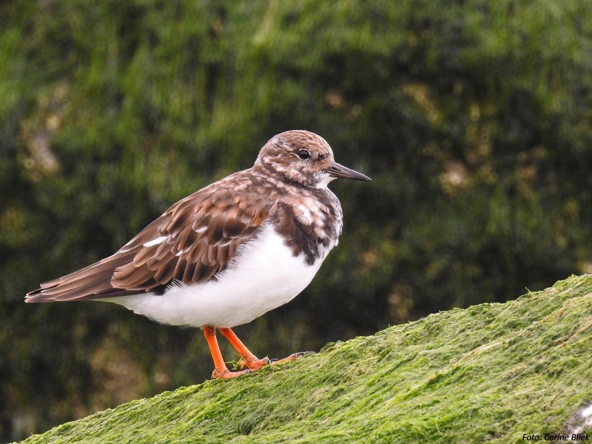 Ruddy Turnstone - ClimateWatch Australia- Citizen Science App