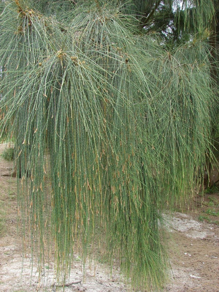 Swamp She-Oak - ClimateWatch Australia- Citizen Science App