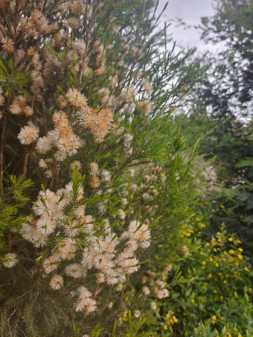 Swamp Paperbark - ClimateWatch Australia- Citizen Science App