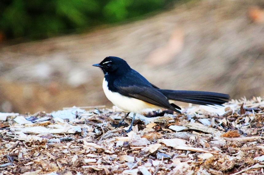 Willie Wagtail - ClimateWatch Australia- Citizen Science App