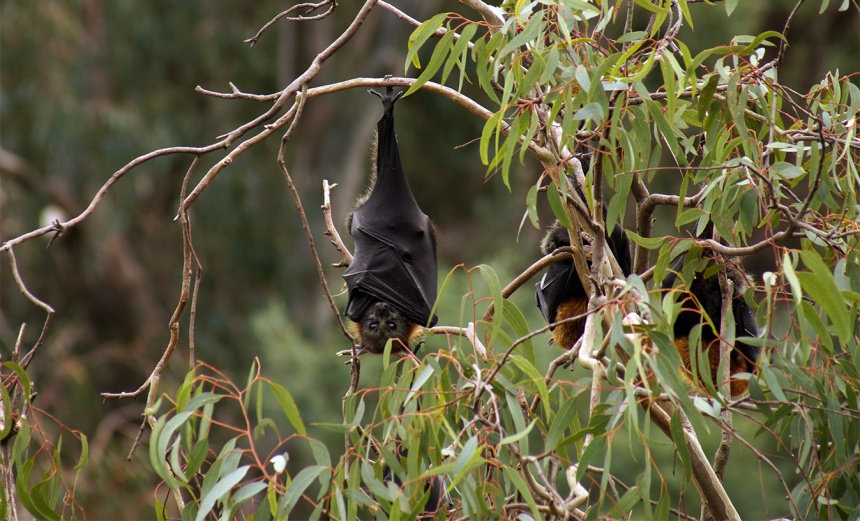 Grey-headed Flying-fox - ClimateWatch Australia- Citizen Science App