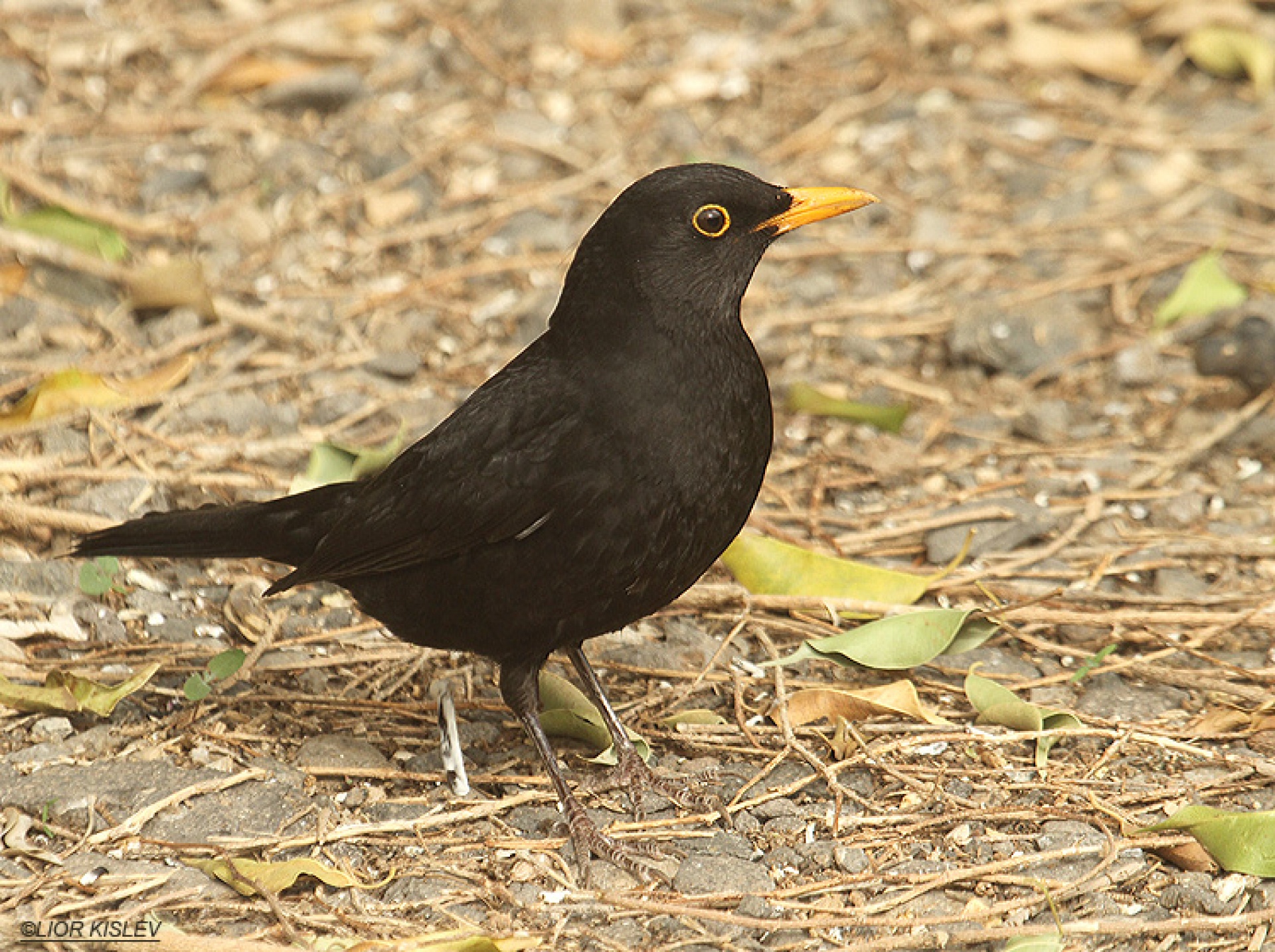 Small Black Bird With Red Bill