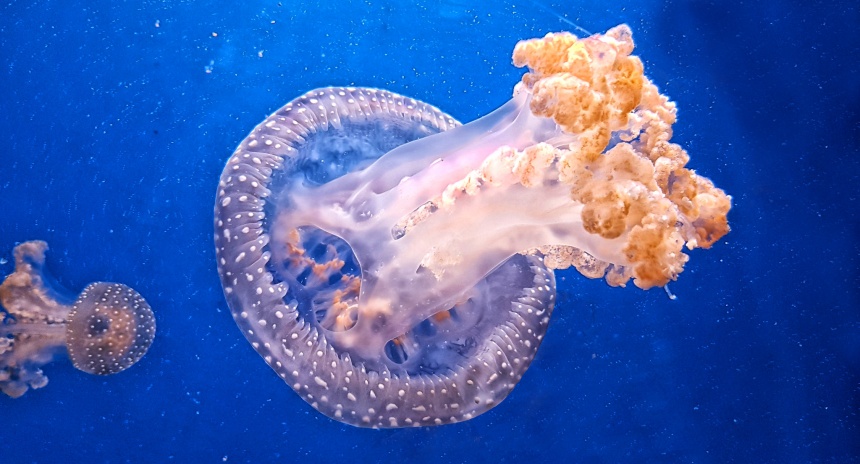 Spotted Jelly - ClimateWatch Australia- Citizen Science App