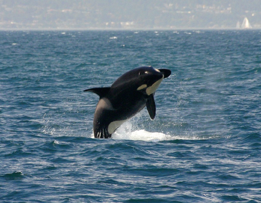 Orca - ClimateWatch Australia- Citizen Science App