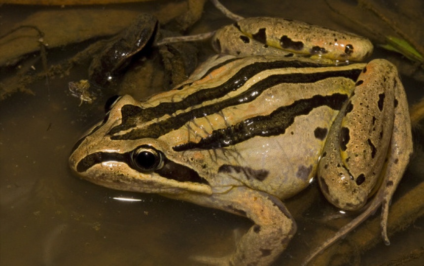 Striped Marsh Frog - ClimateWatch Australia- Citizen Science App